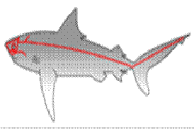 Física e Biologia: LINHA LATERAL